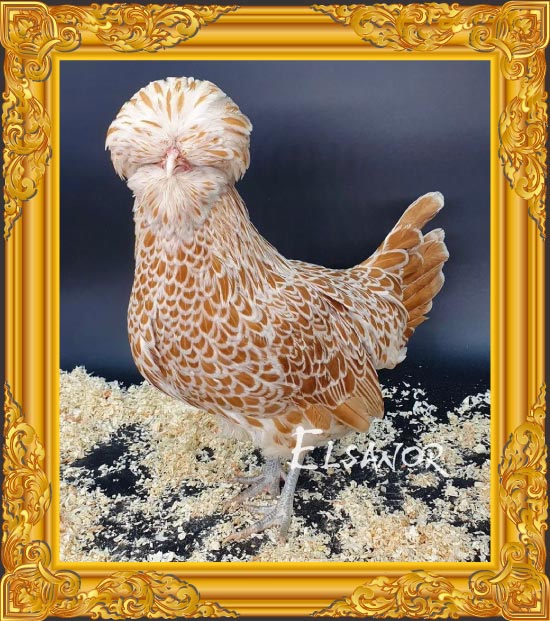 Poule d'ornement - Ilovia's Farm