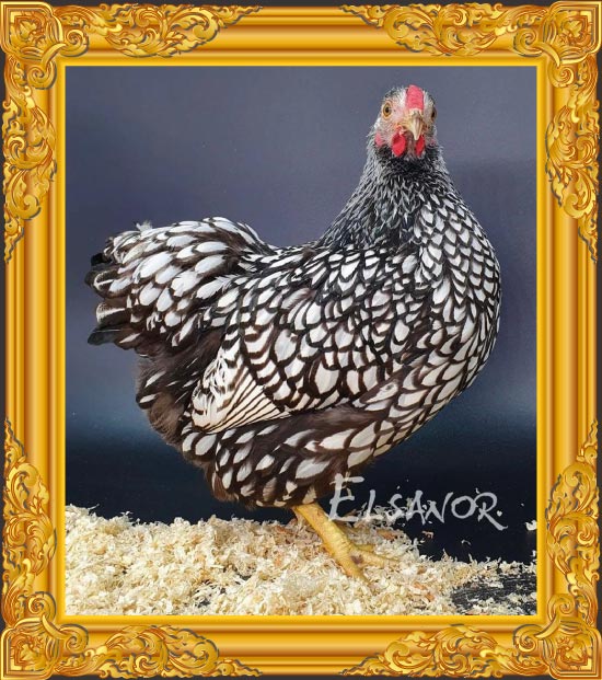 Poule d'ornement - Ilovia's Farm